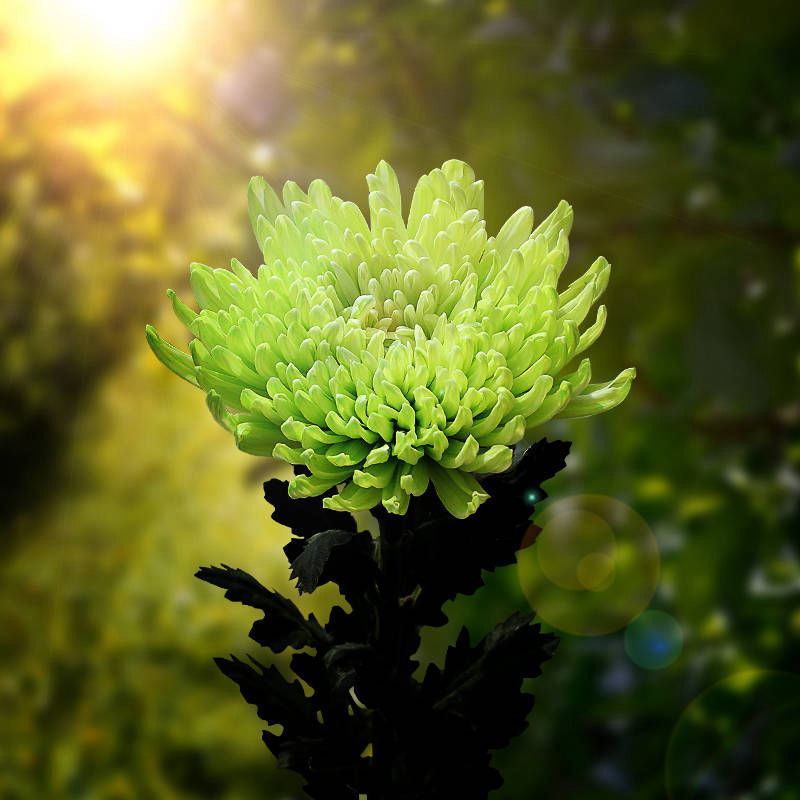 Dye Color Disbud Or Single Head