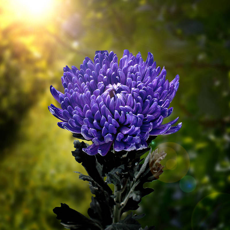 Dye Color Disbud Or Single Head