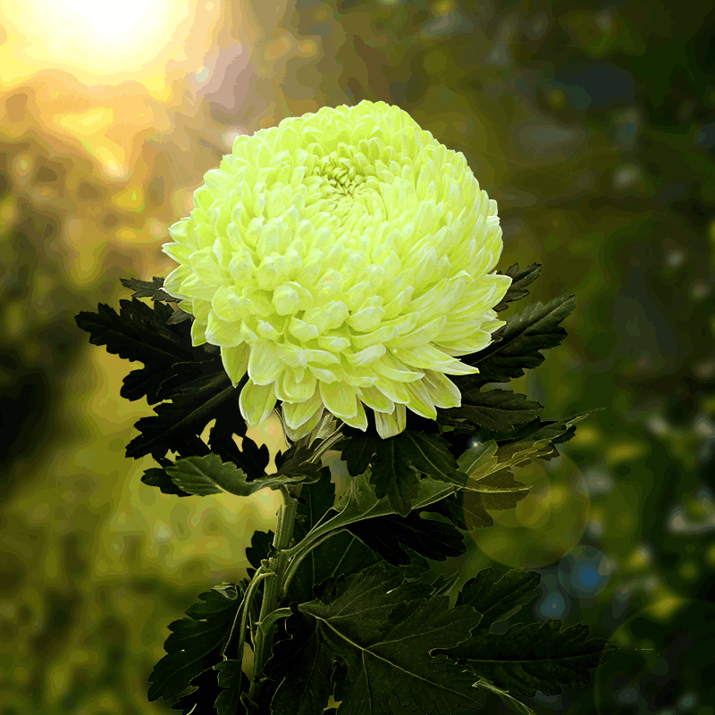 Dye Color Disbud Or Single Head