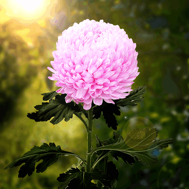 Dye Color Disbud Or Single Head