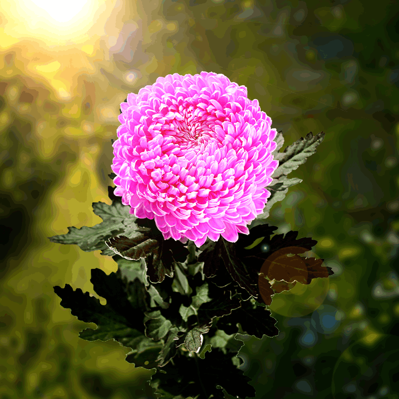 Dye Color Disbud Or Single Head