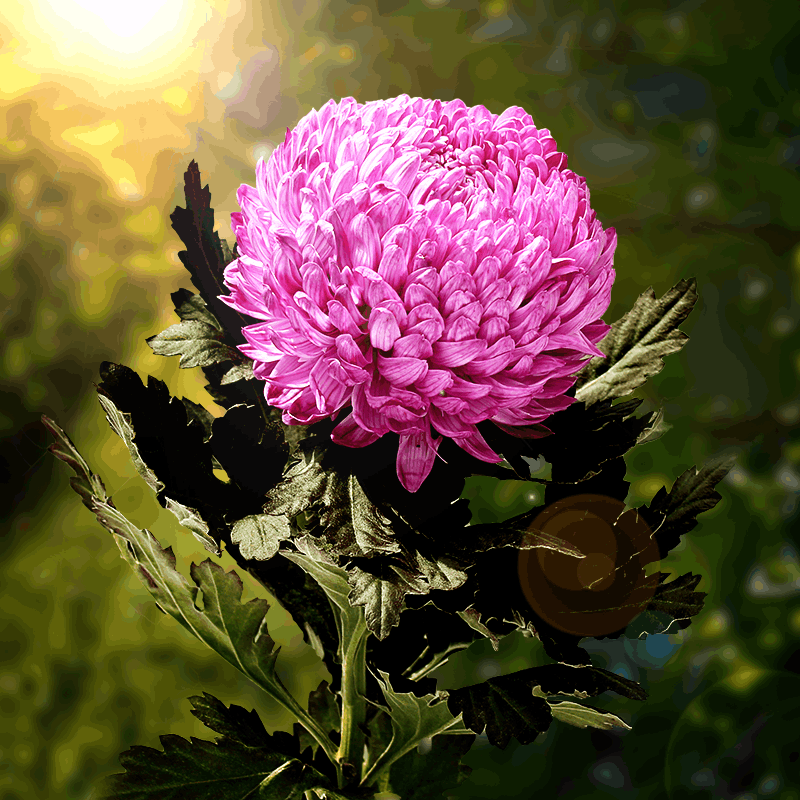 Dye Color Disbud Or Single Head