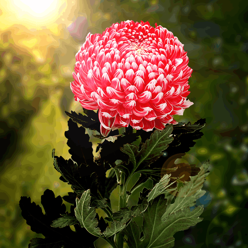 Dye Color Disbud Or Single Head