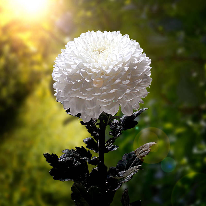 Disbud Or Single Head