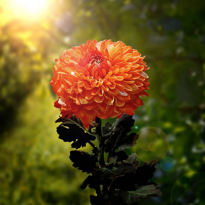 Dye Color Disbud Or Single Head