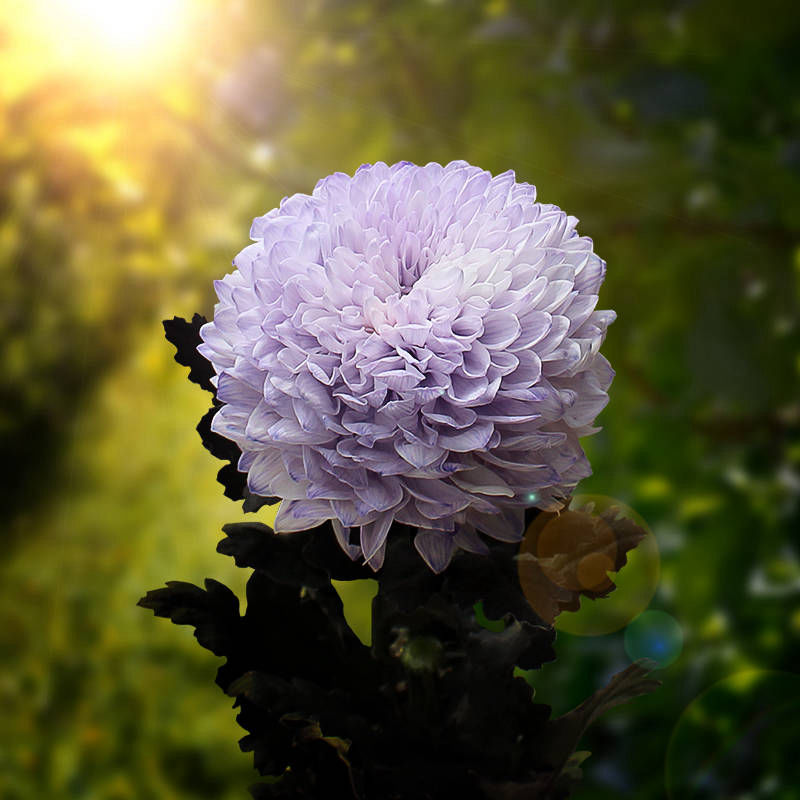 Dye Color Disbud Or Single Head