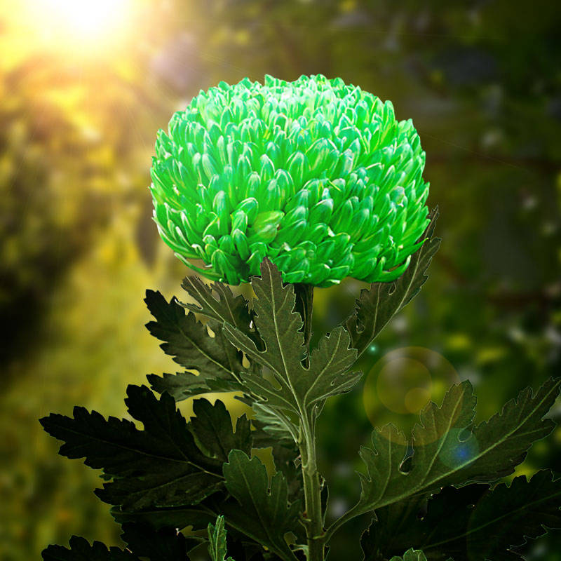 Dye Color Disbud Or Single Head