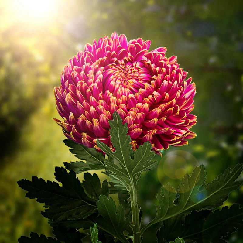 Dye Color Disbud Or Single Head